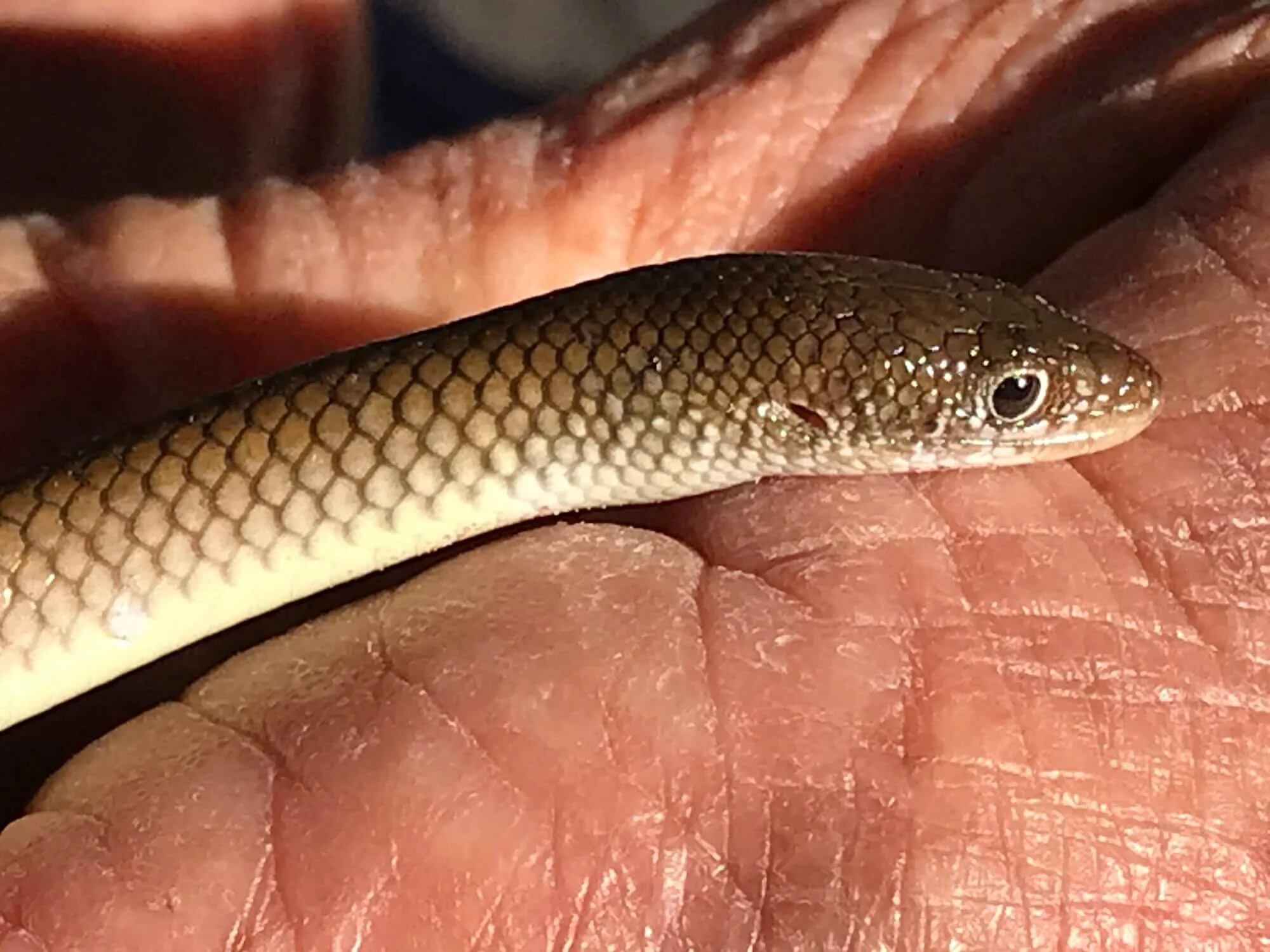 Butler’s Legless Lizard — Mallee Conservation