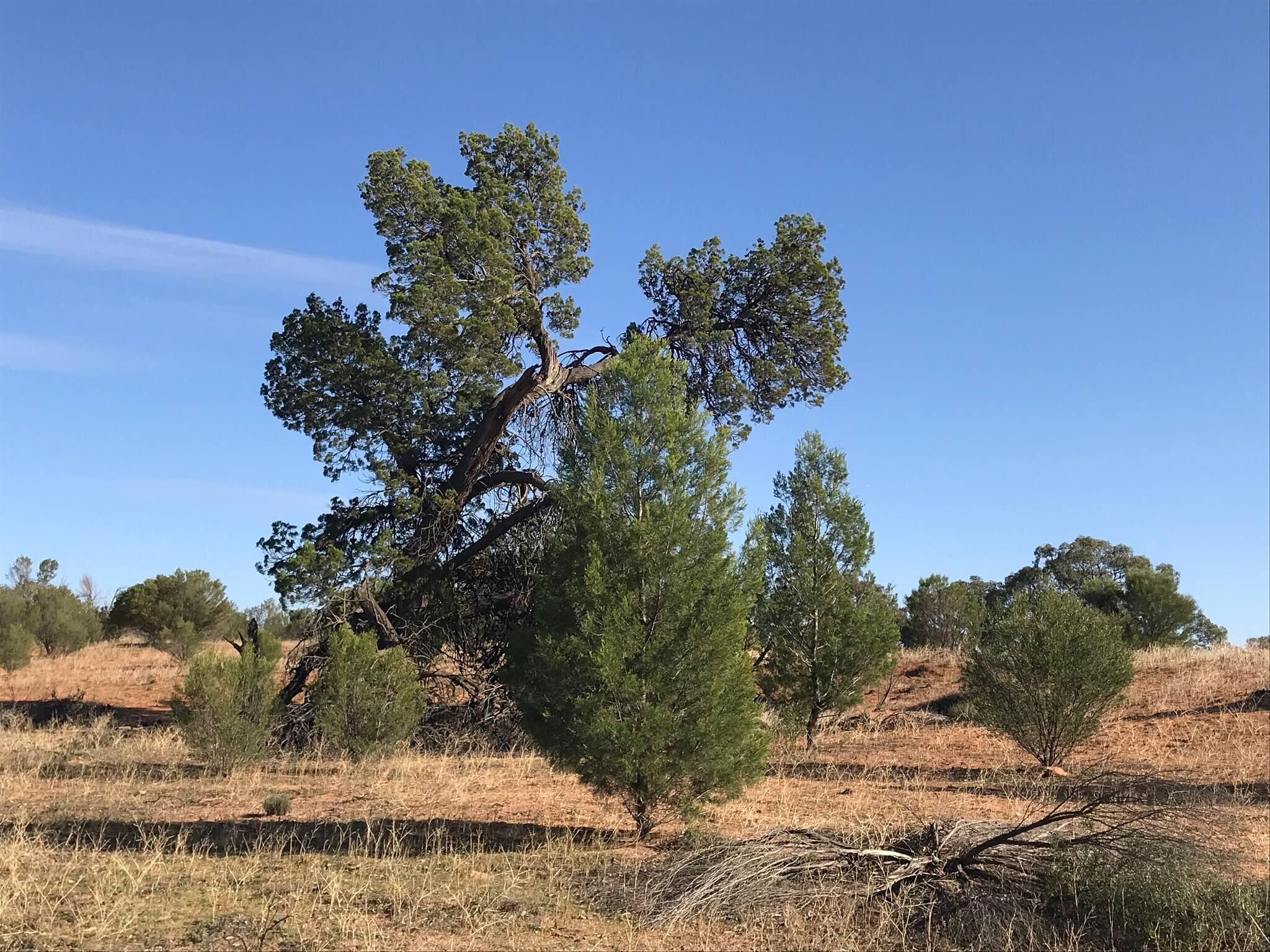 Native Pine for revegetation — Mallee Conservation