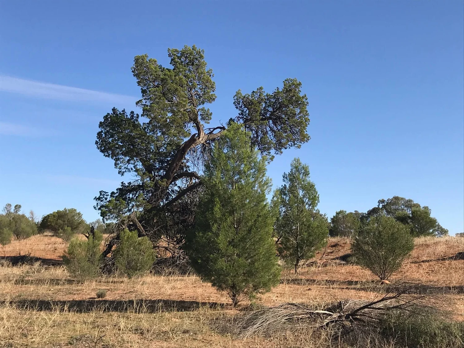 Native Pine for revegetation — Mallee Conservation