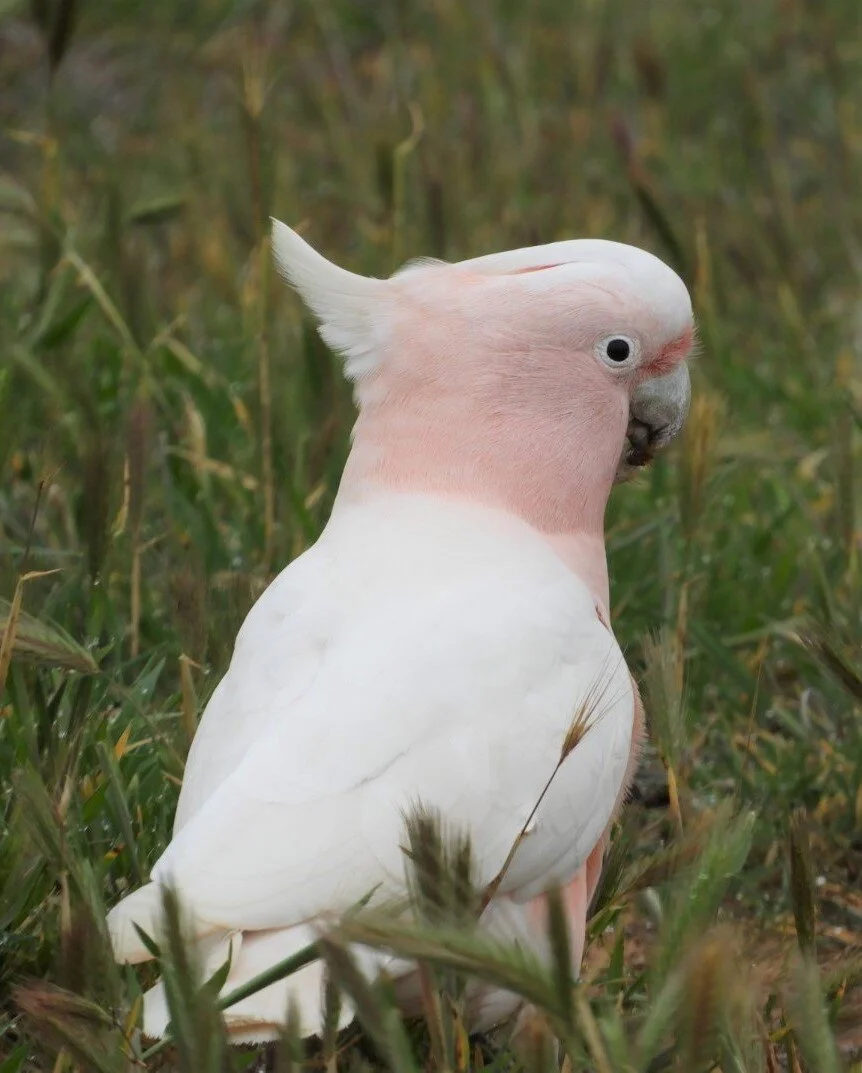 Nesting hollows for Pink Cockatoos — Mallee Conservation