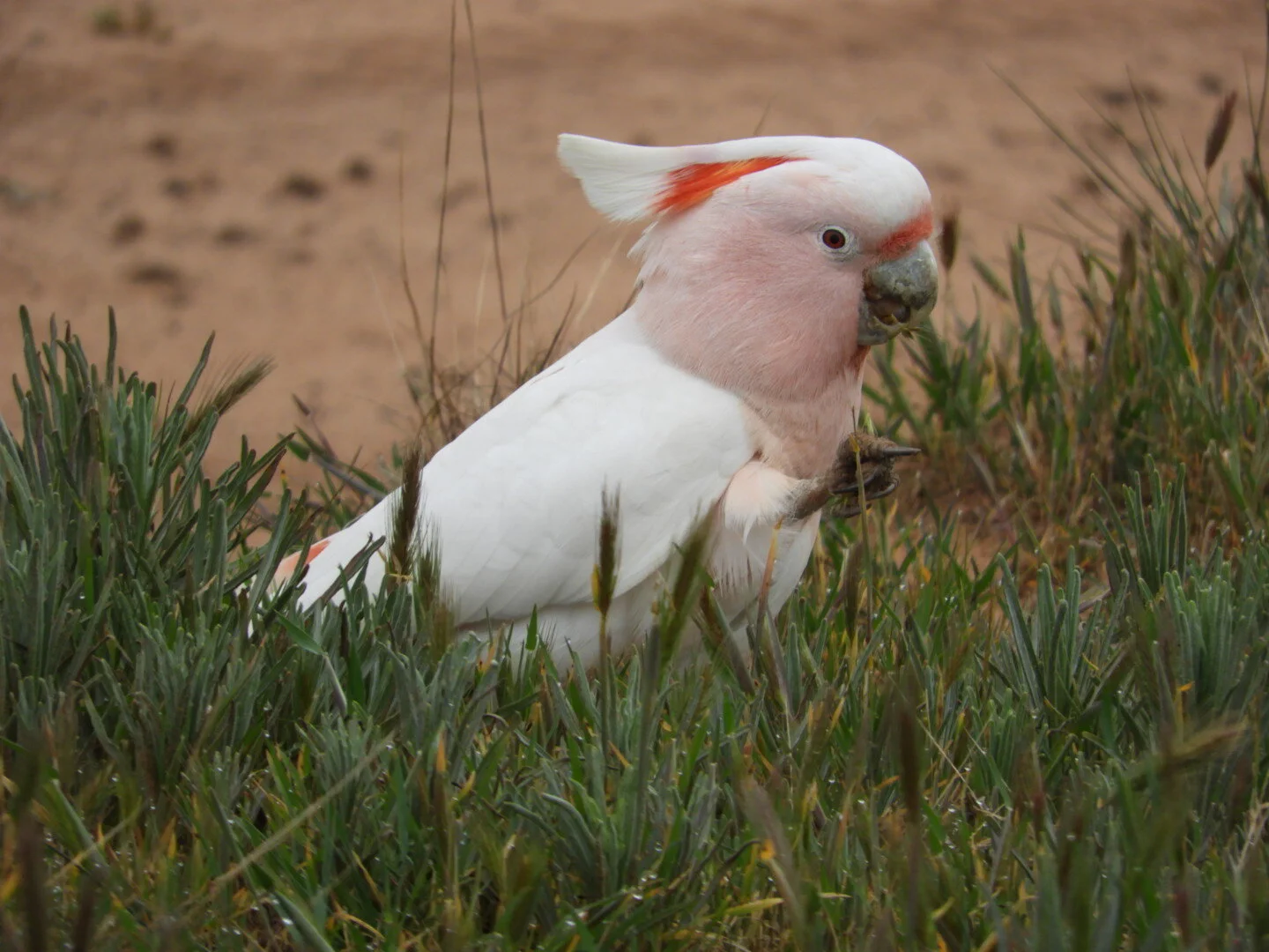 Nesting hollows for Pink Cockatoos — Mallee Conservation