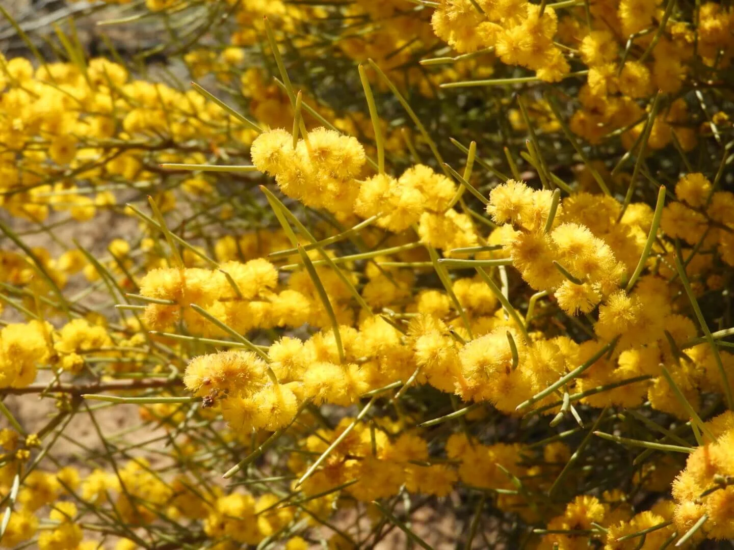 Wattle day — Mallee Conservation