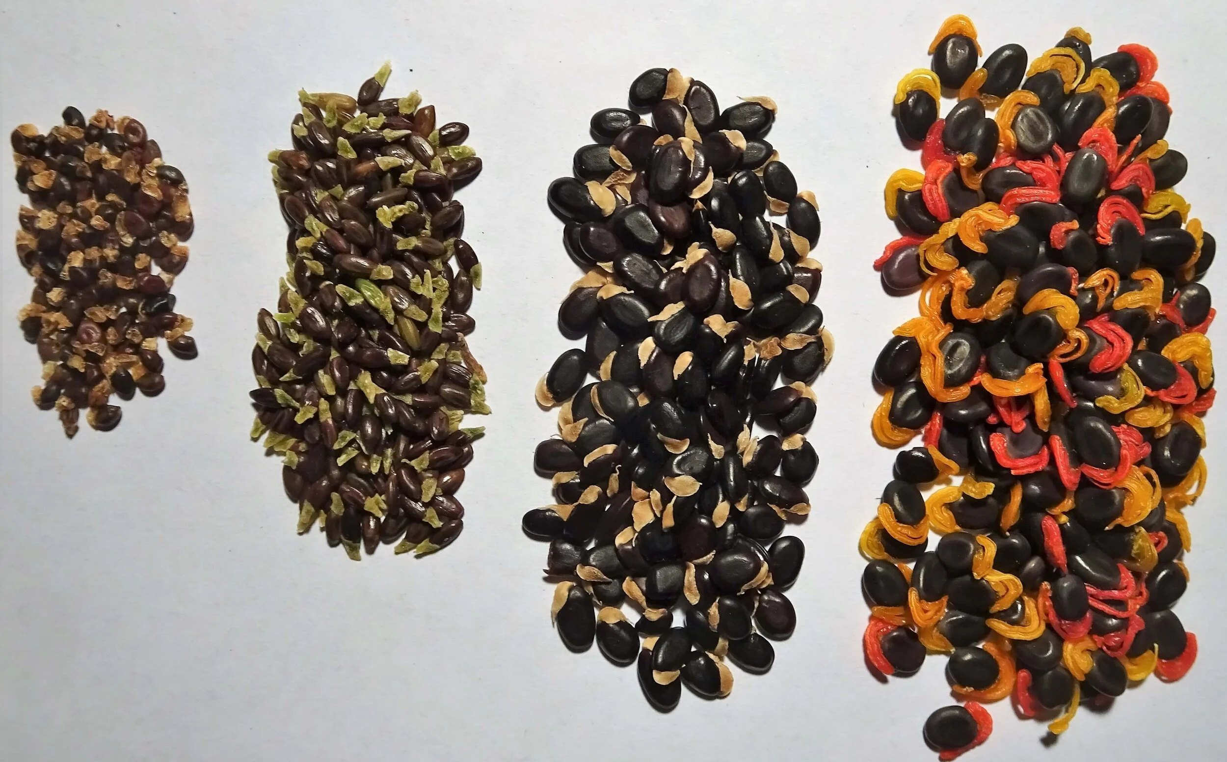 Wattle day — Mallee Conservation