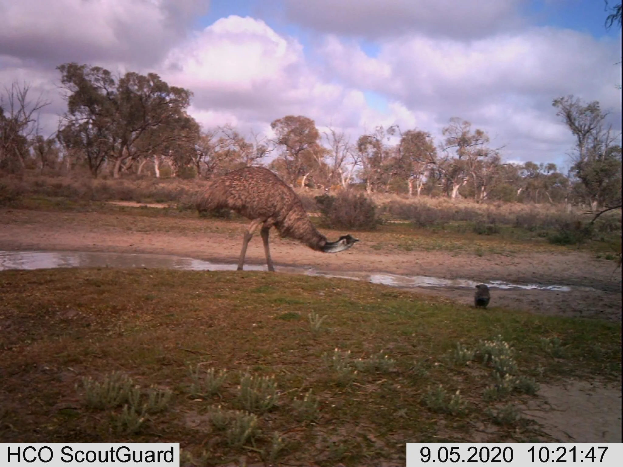 Who visits a waterhole? — Mallee Conservation