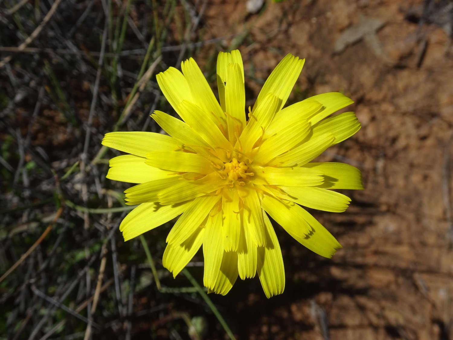 Murnong - the Yam Daisy — Mallee Conservation