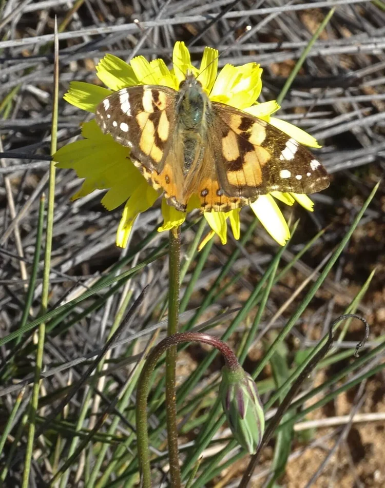 Murnong - the Yam Daisy — Mallee Conservation