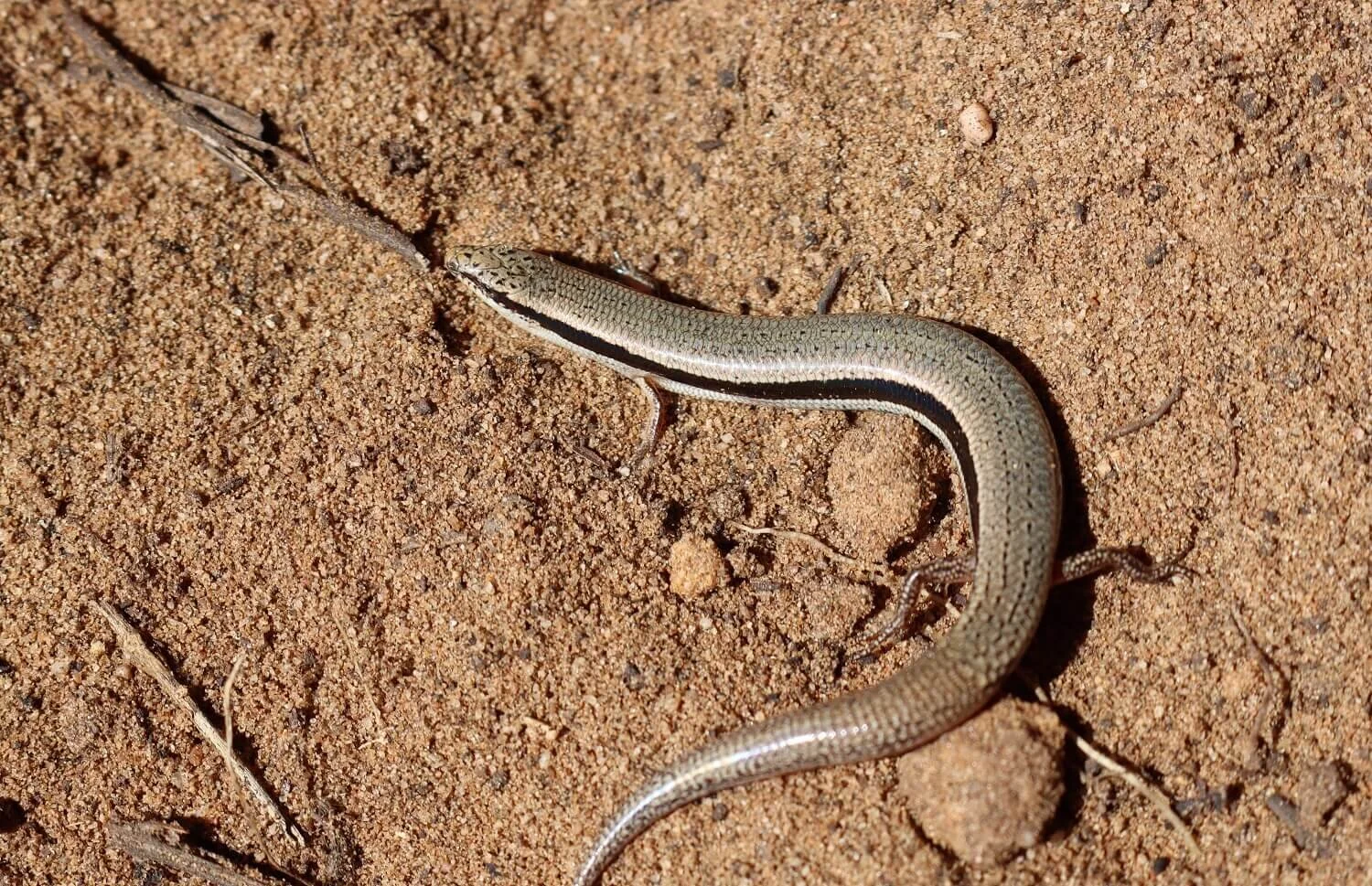 Bougainville’s Skink — Mallee Conservation