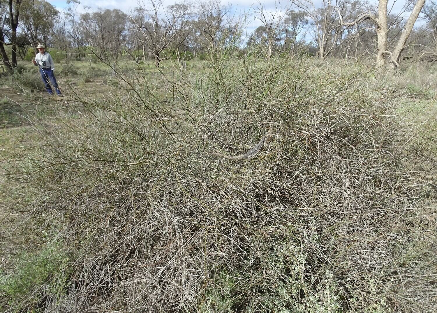 Bearded Dragons and Stumpytail lizards — Mallee Conservation