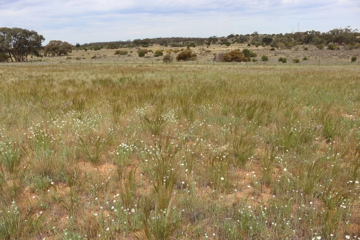 Good years for Spear Grass — Mallee Conservation
