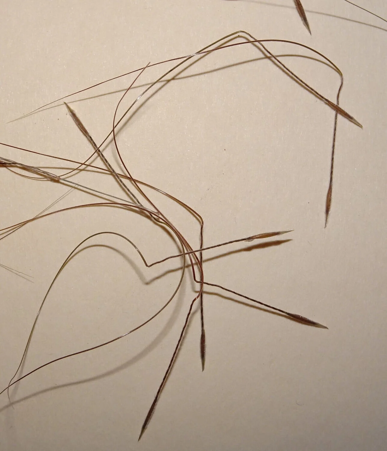 Good years for Spear Grass — Mallee Conservation