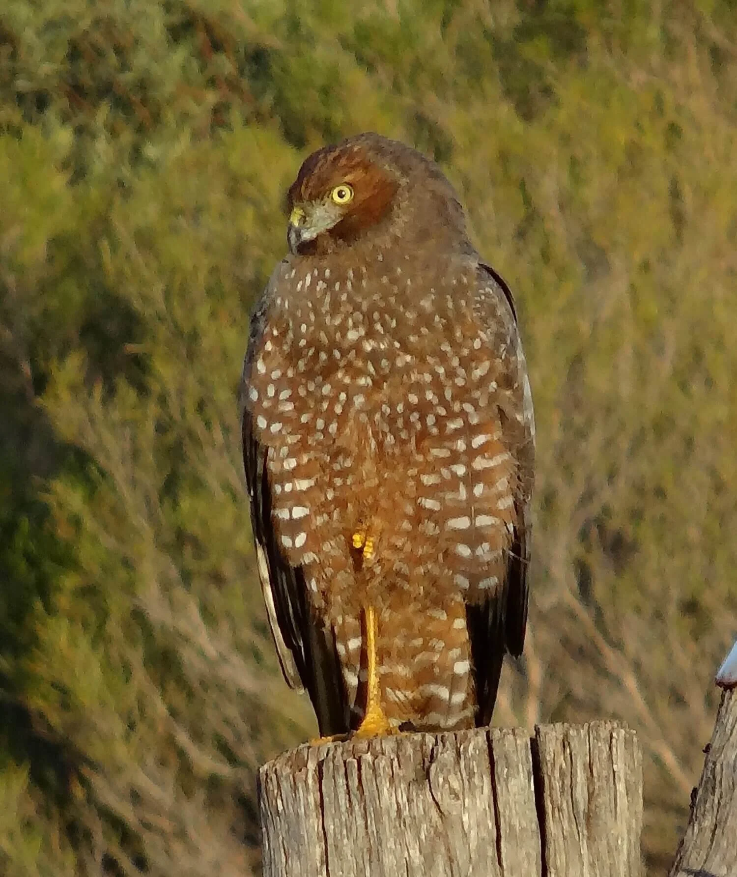 Raptors — Mallee Conservation