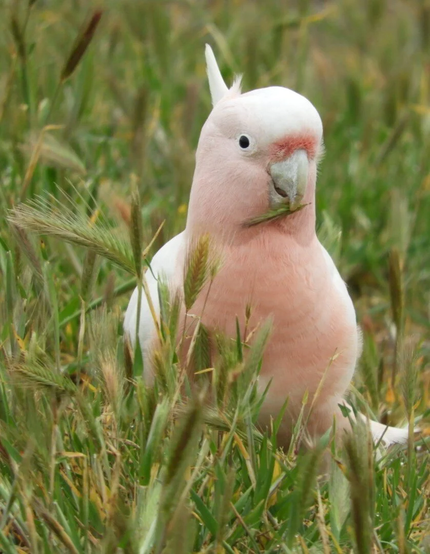 Parrots and cockatoos — Mallee Conservation