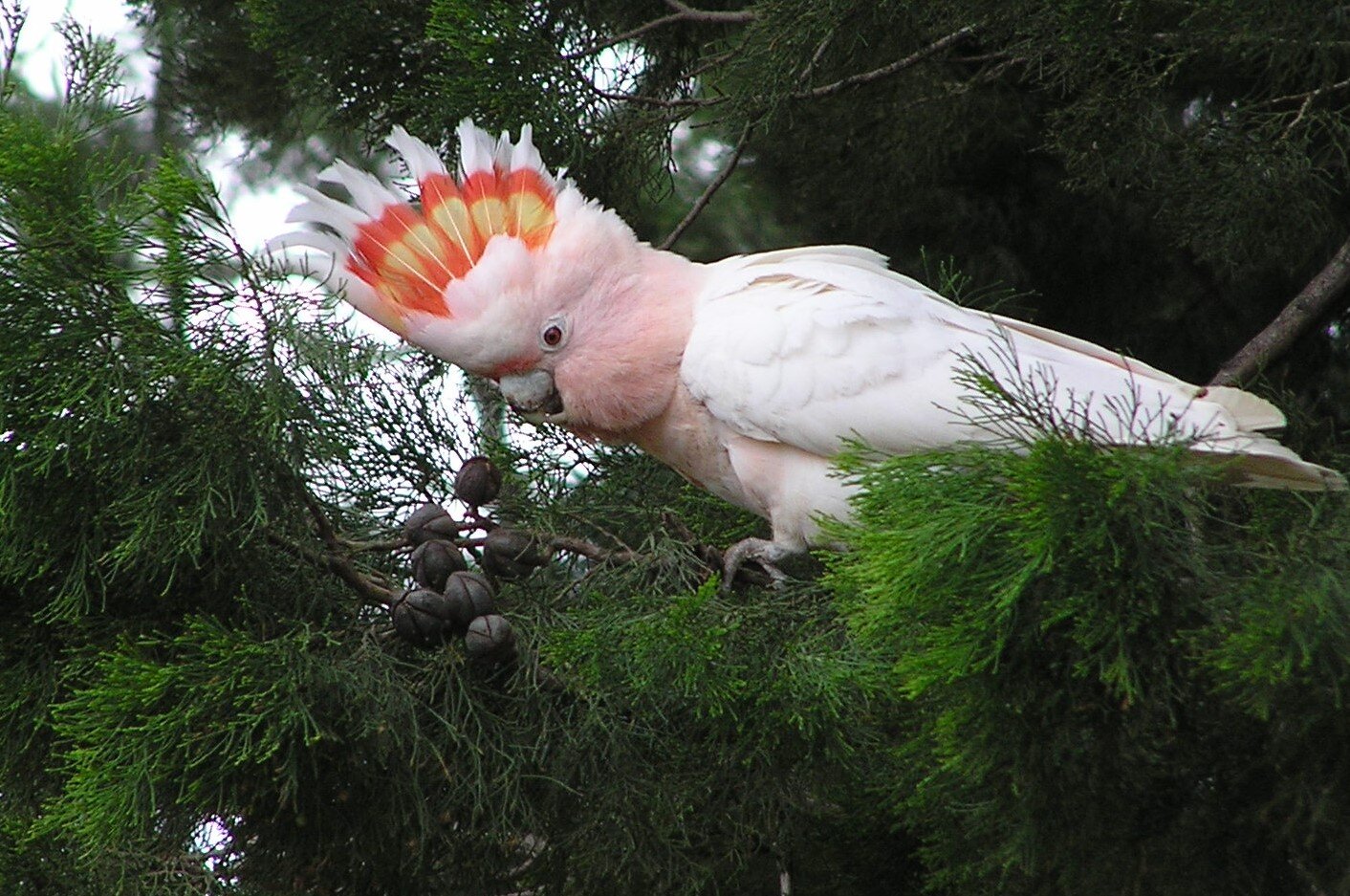 Parrots and cockatoos — Mallee Conservation