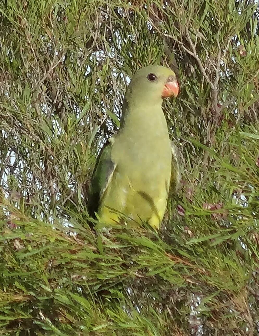 Parrots and cockatoos — Mallee Conservation