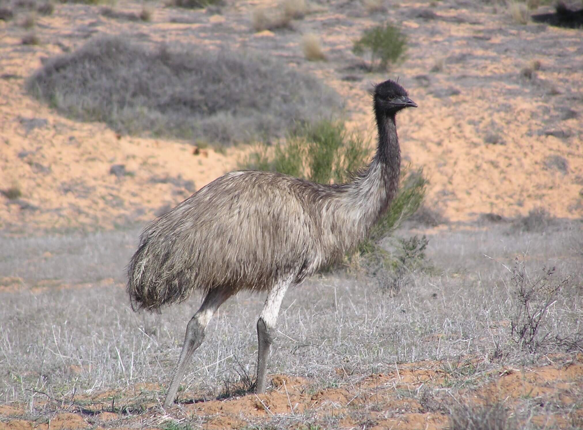 Emus — Mallee Conservation