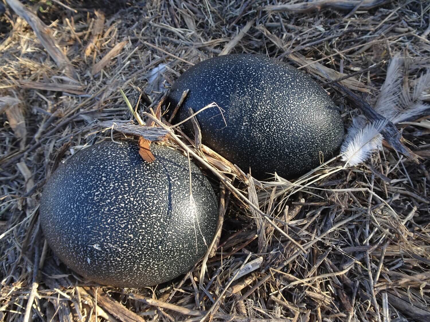 Emus — Mallee Conservation
