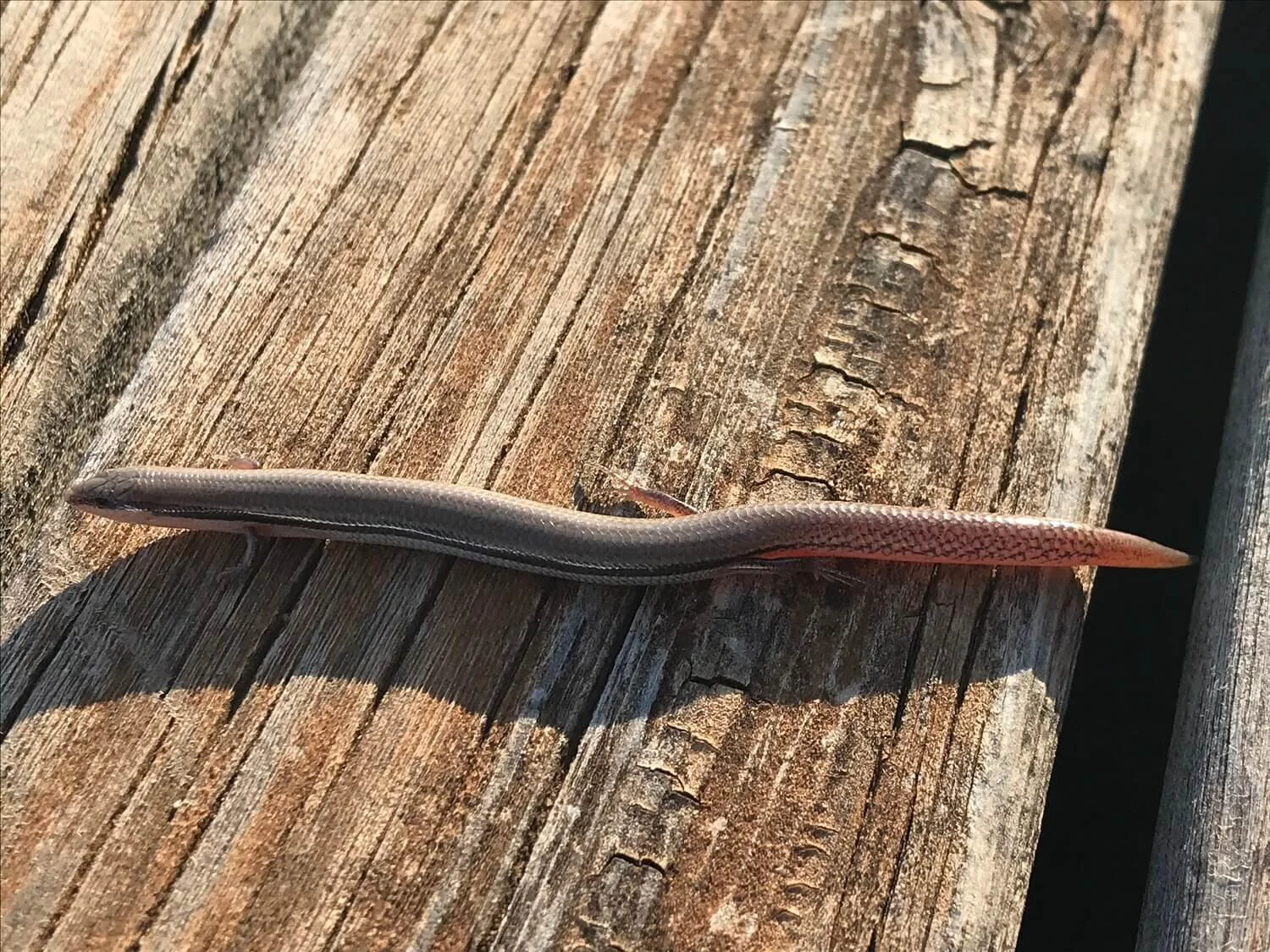 Reptiles - Lizards and snakes — Mallee Conservation