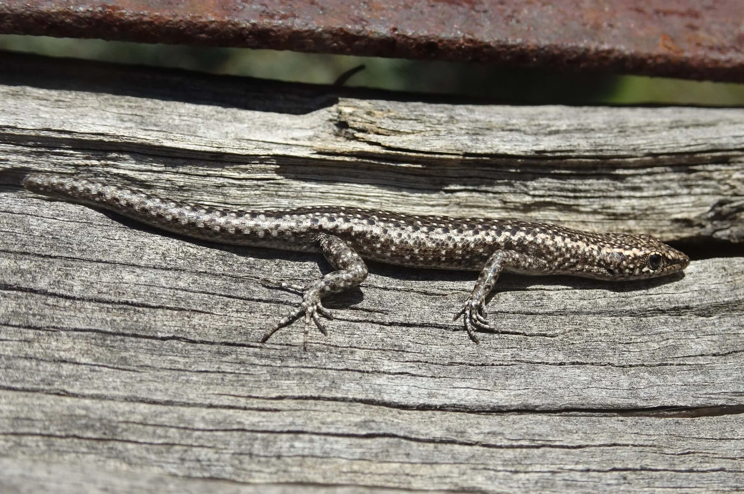 Reptiles - Lizards and snakes — Mallee Conservation