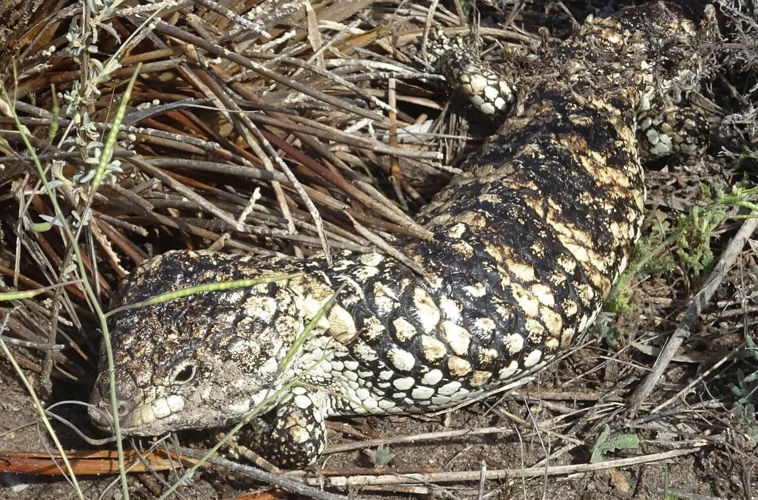 Bearded Dragons and Stumpytail lizards — Mallee Conservation