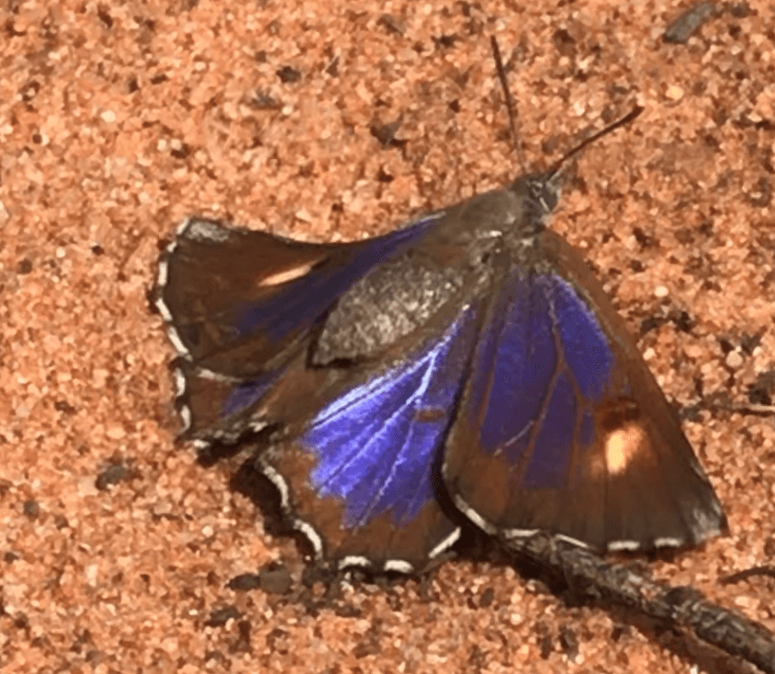 Butterflies — Mallee Conservation