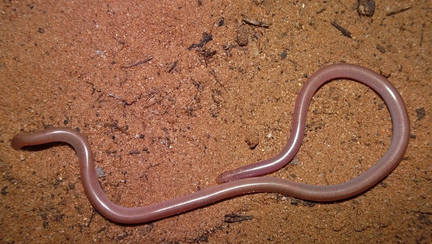 Reptiles - Lizards and snakes — Mallee Conservation