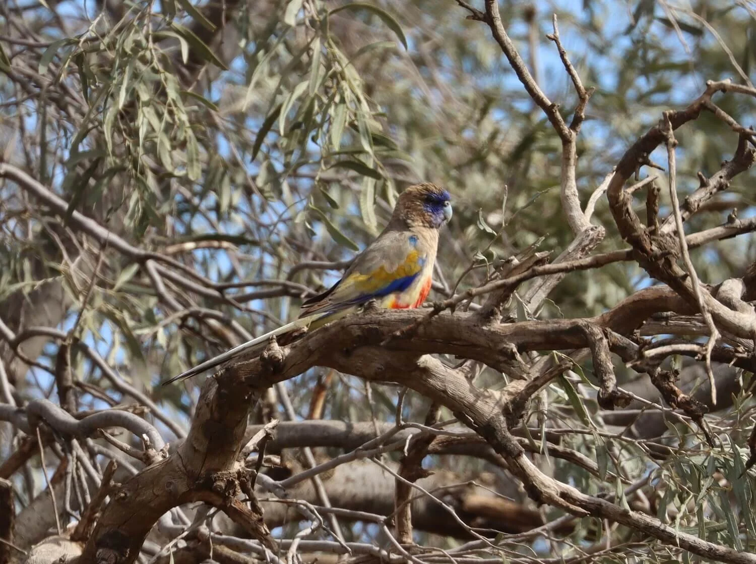 Parrots and cockatoos — Mallee Conservation