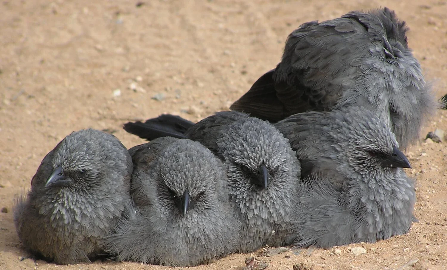 Bird photos — Mallee Conservation