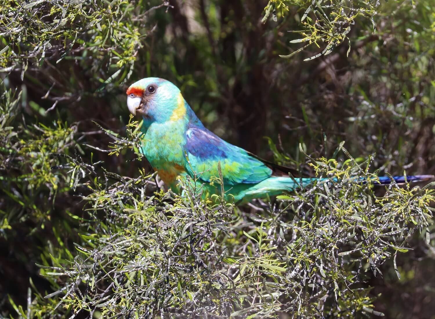 Parrots and cockatoos — Mallee Conservation
