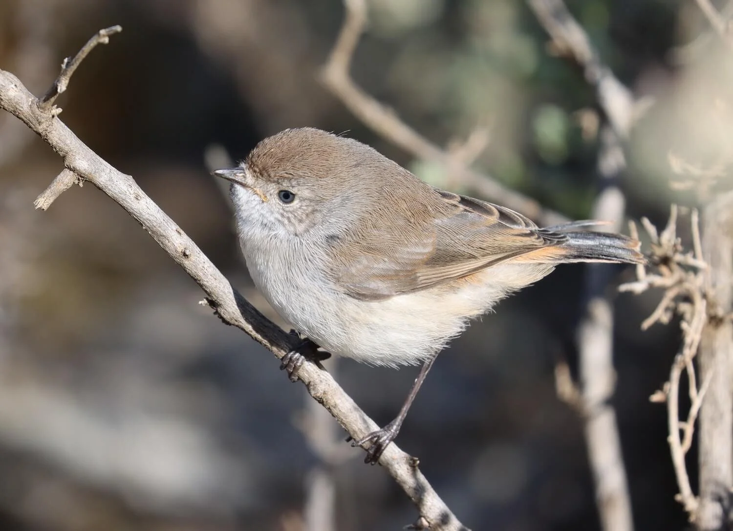 Little birds — Mallee Conservation