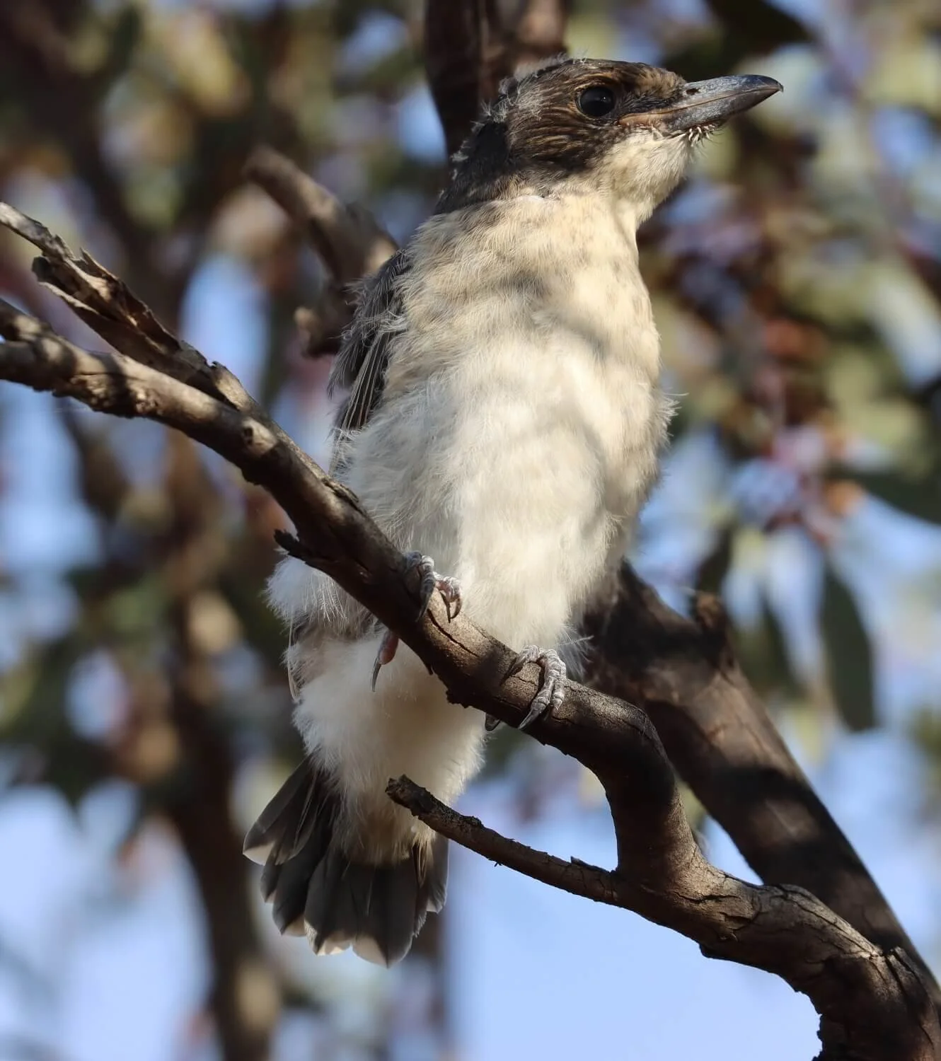 Crows, Ravens, Mud-nesters, Butcherbirds, Swallows — Mallee Conservation