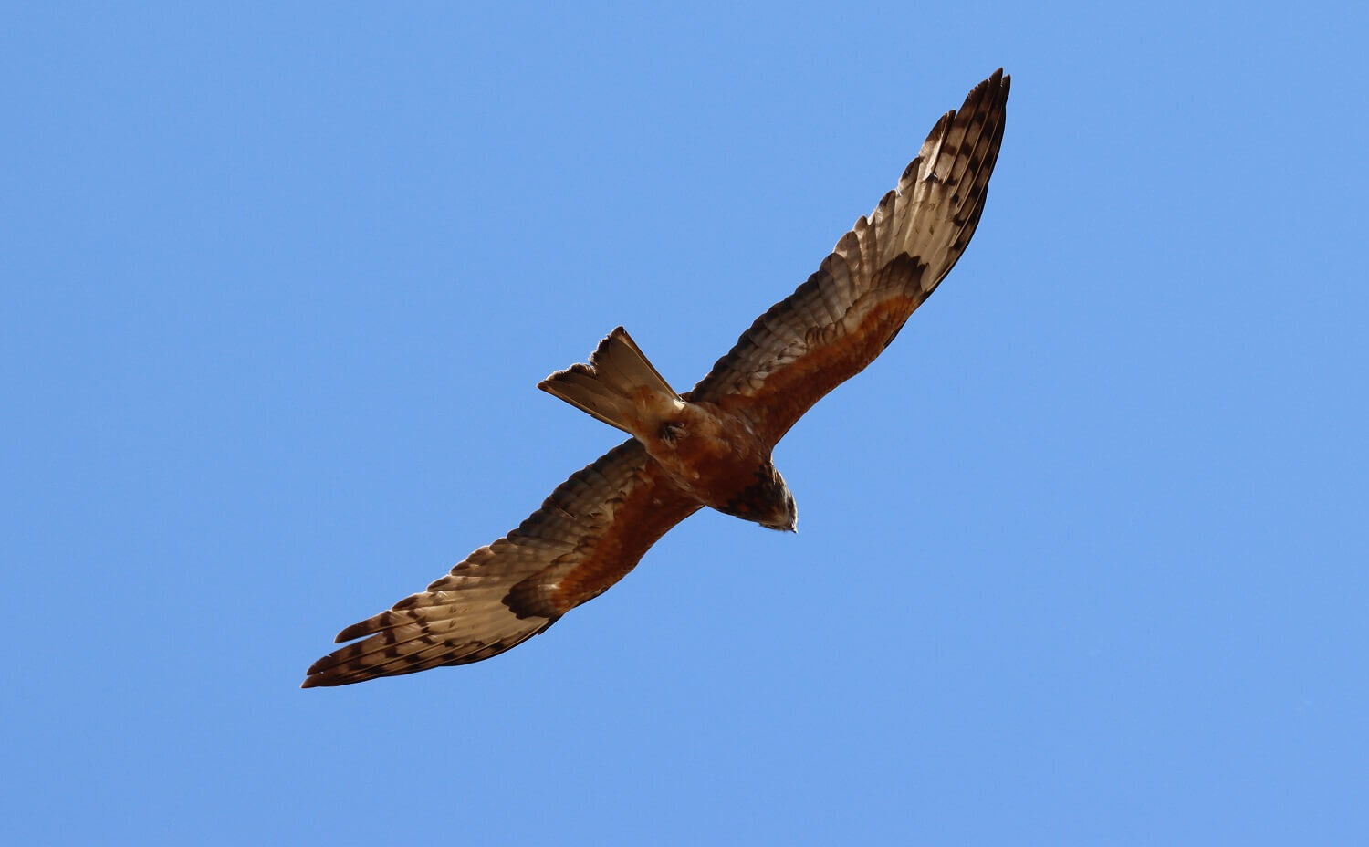 Raptors — Mallee Conservation