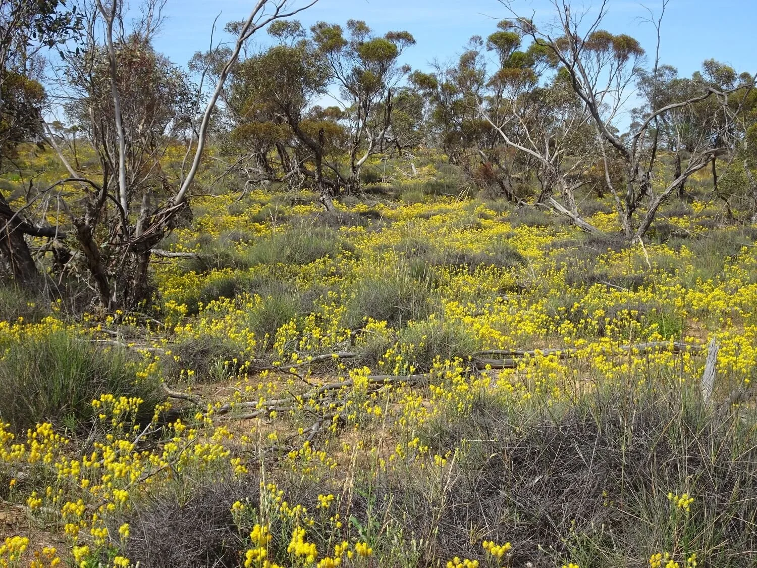 Orange Immortelles en masse — Mallee Conservation