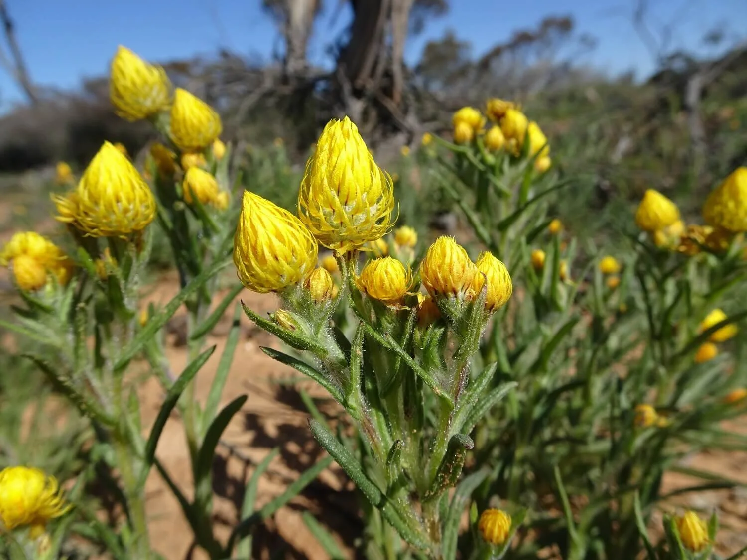 Orange Immortelles en masse — Mallee Conservation