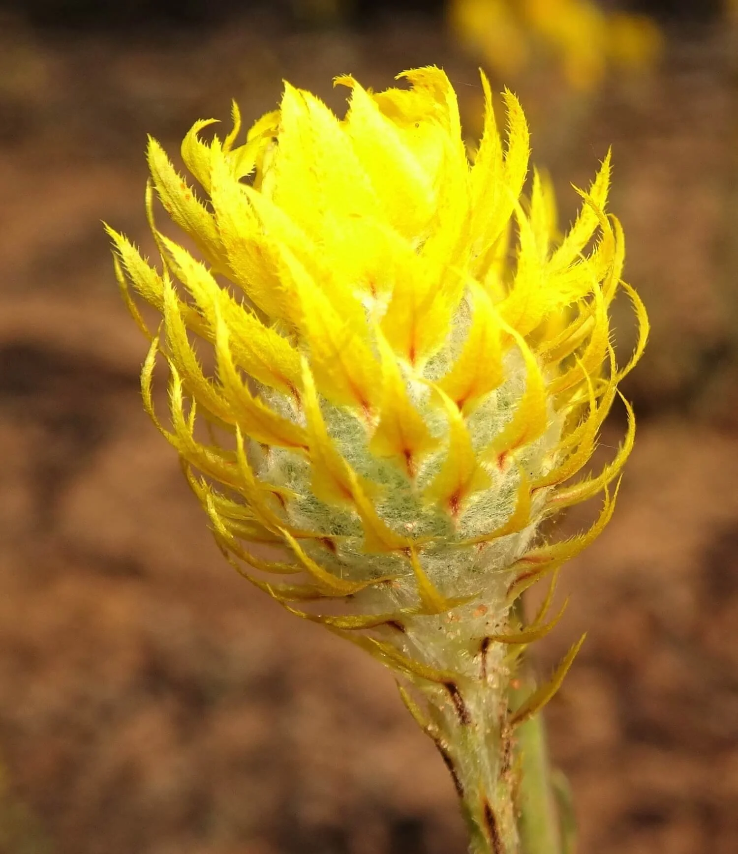 Orange Immortelles en masse — Mallee Conservation