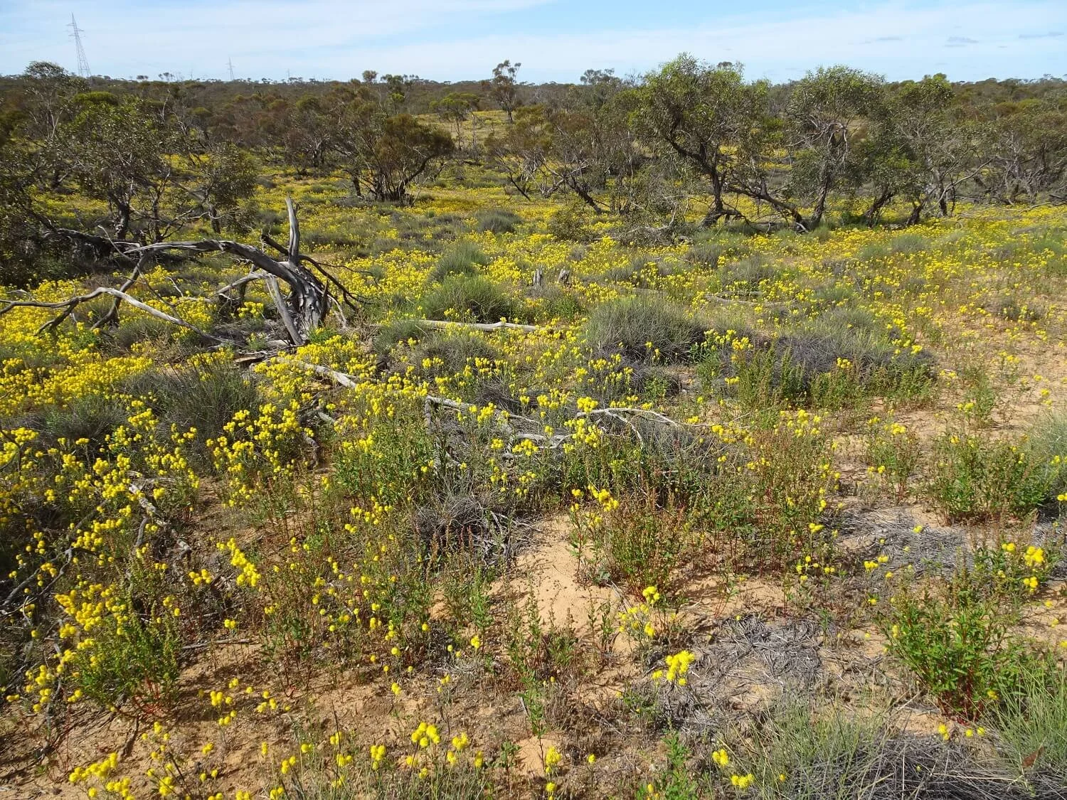 Orange Immortelles en masse — Mallee Conservation
