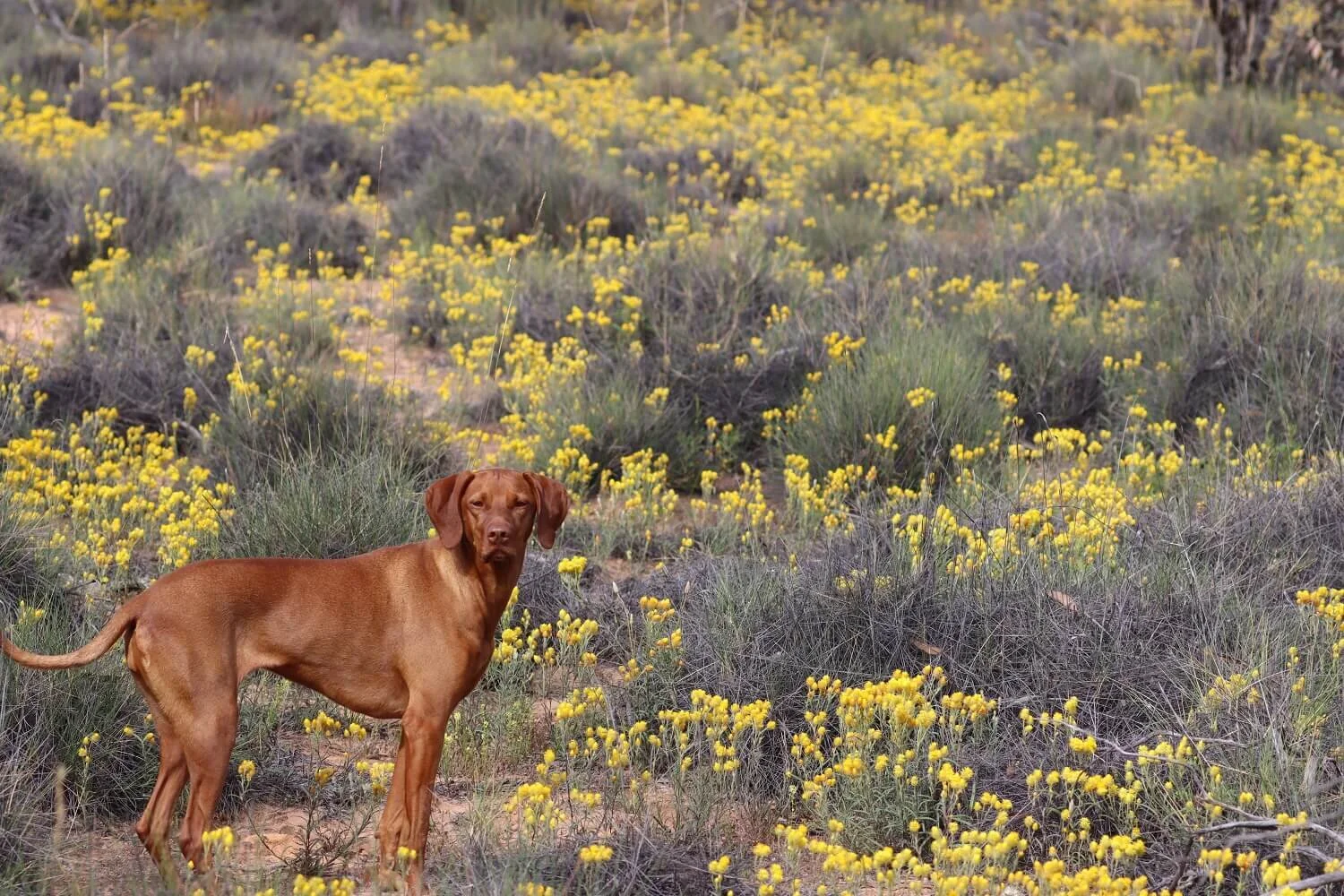 Orange Immortelles en masse — Mallee Conservation