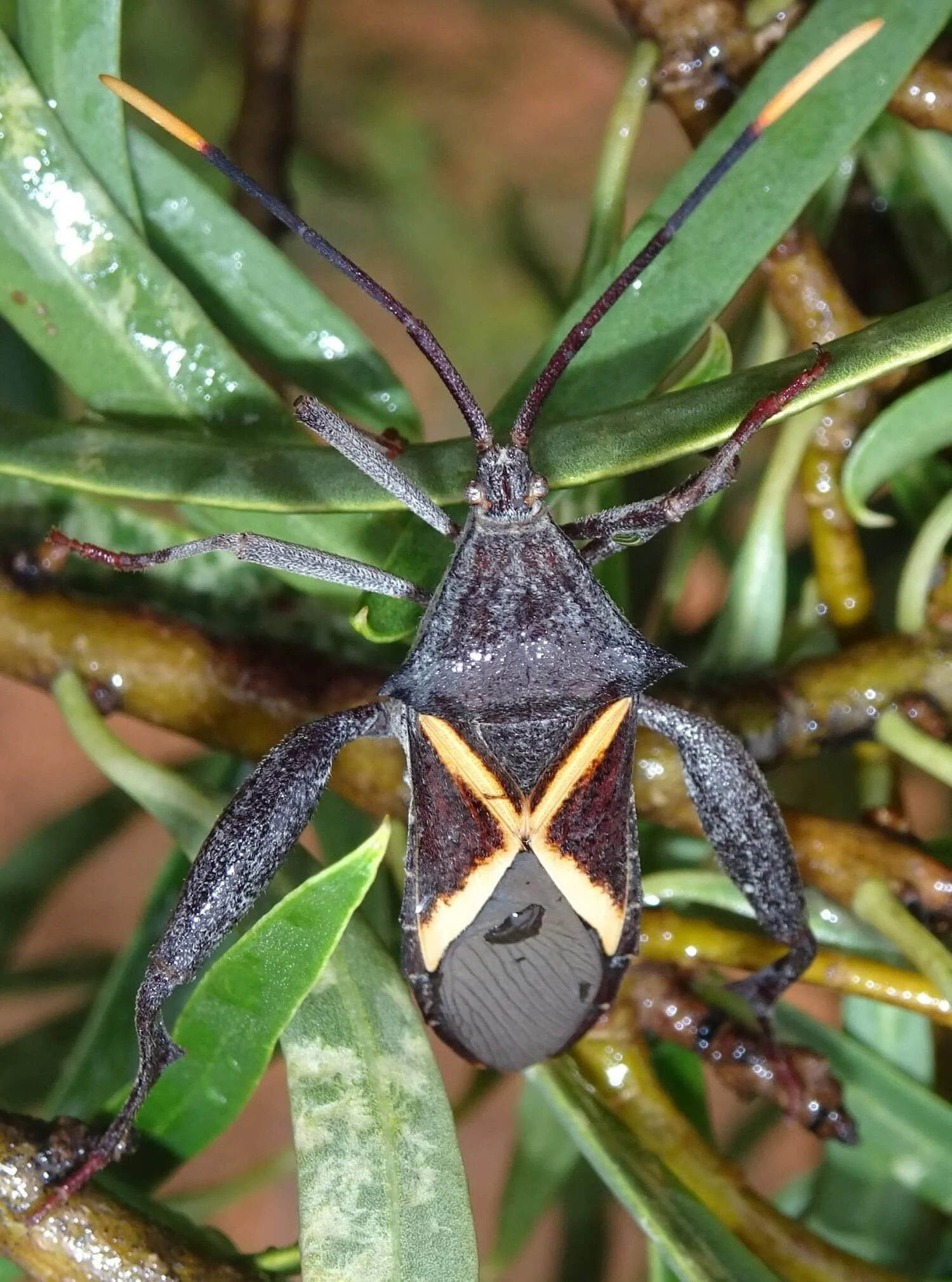 Other insects — Mallee Conservation