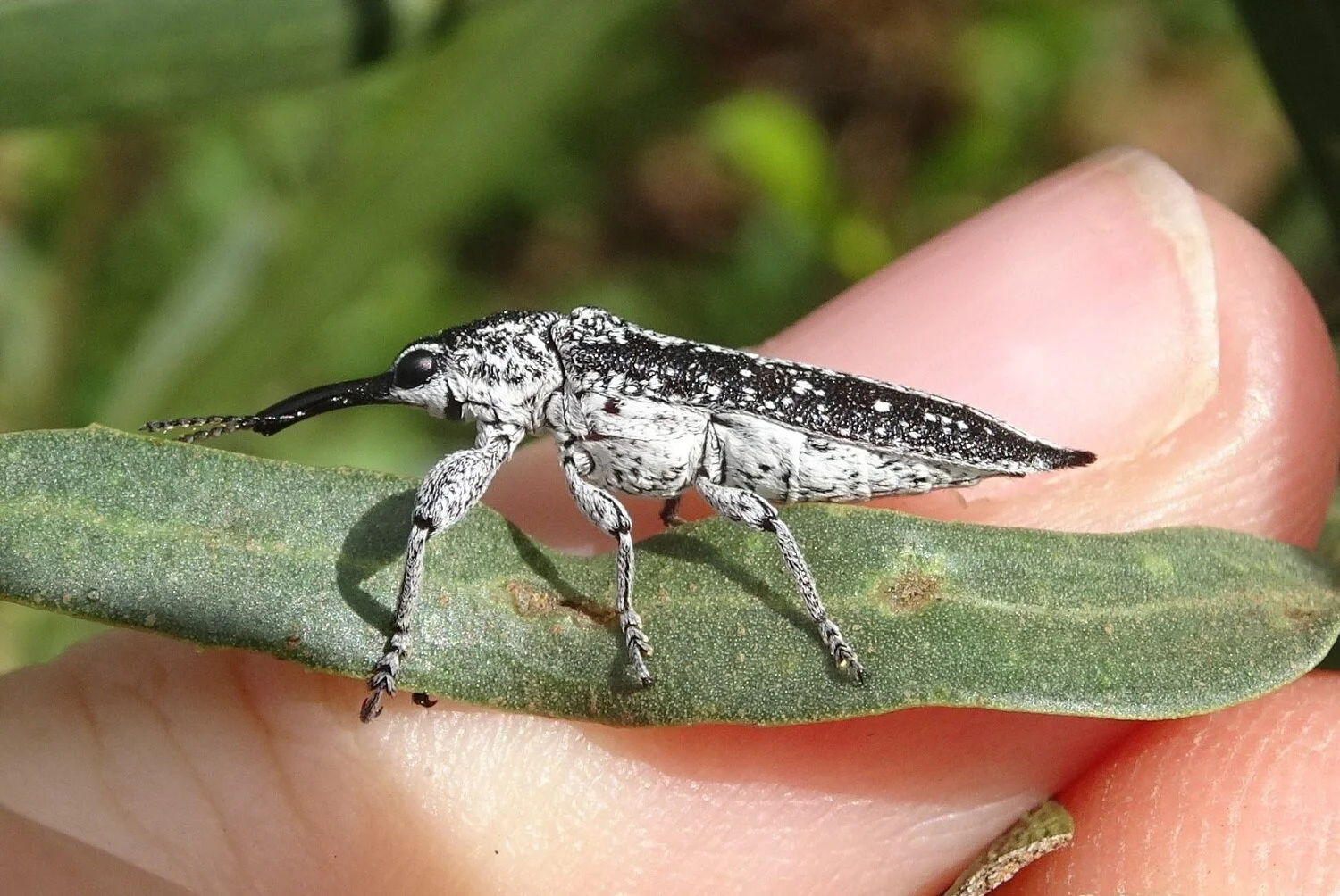 Blog 1 — Mallee Conservation