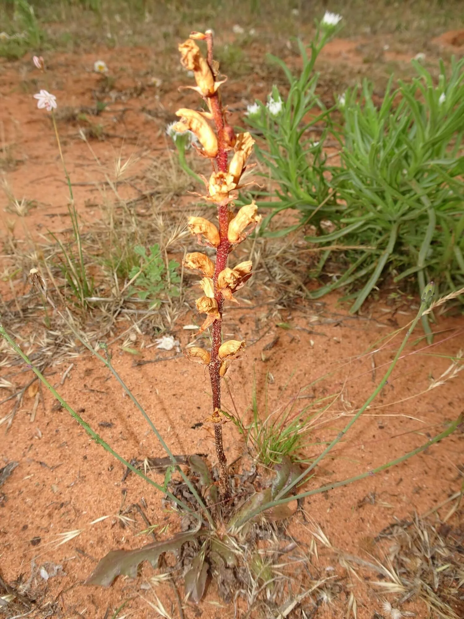 Australian Broomrape (the good one) — Mallee Conservation