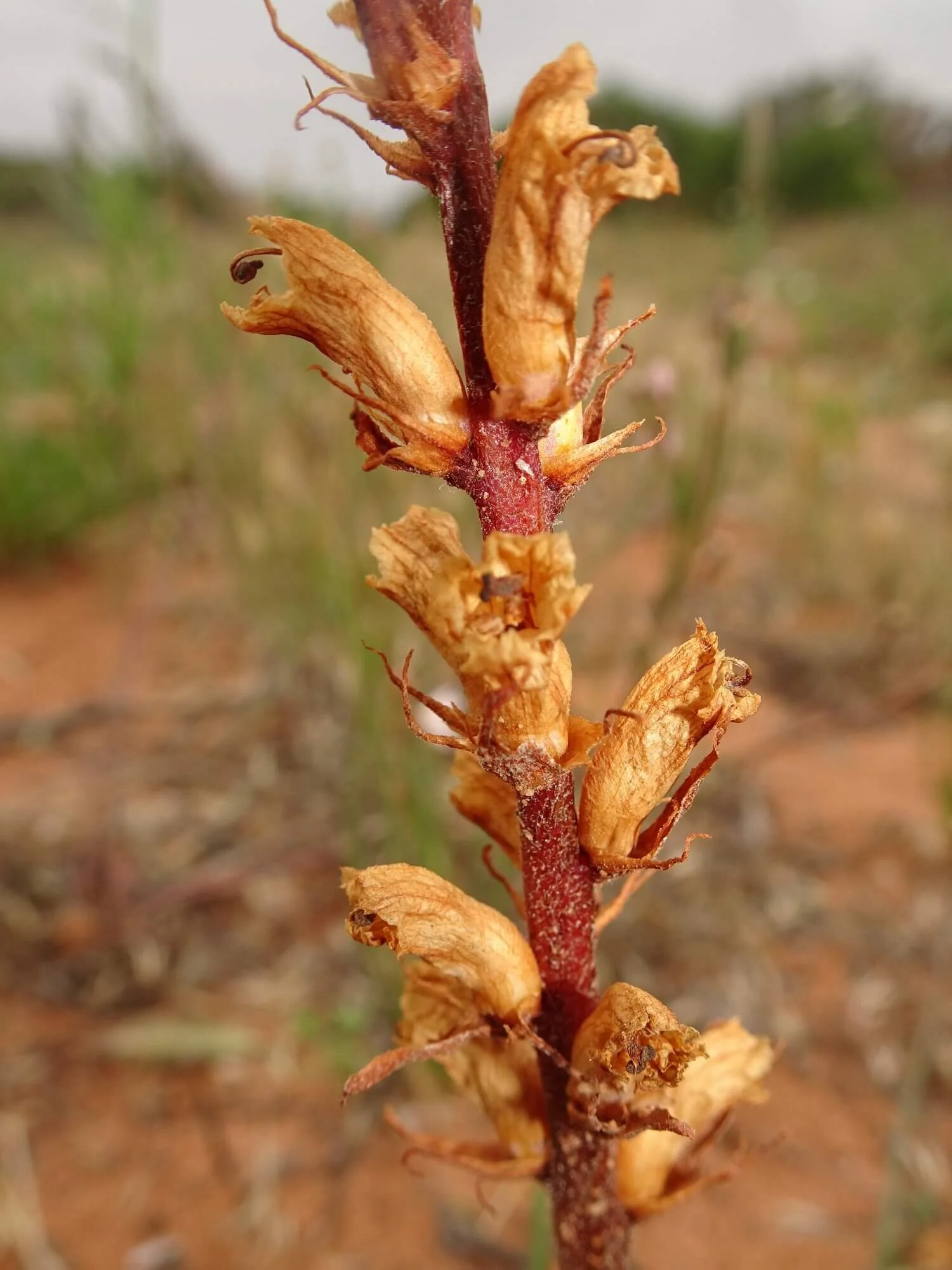 Australian Broomrape (the good one) — Mallee Conservation
