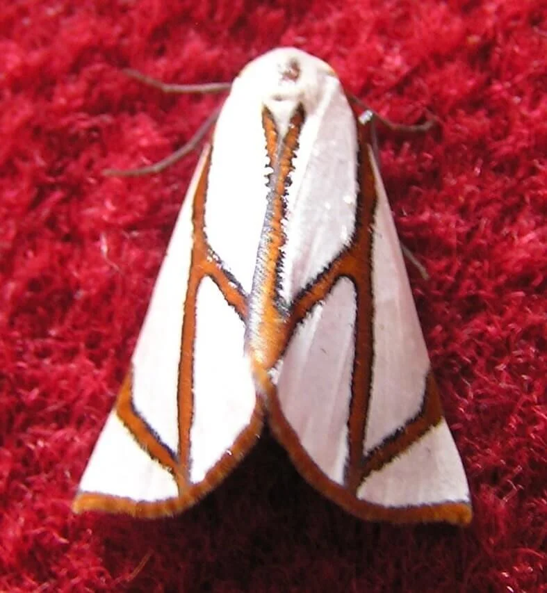 Moths — Mallee Conservation