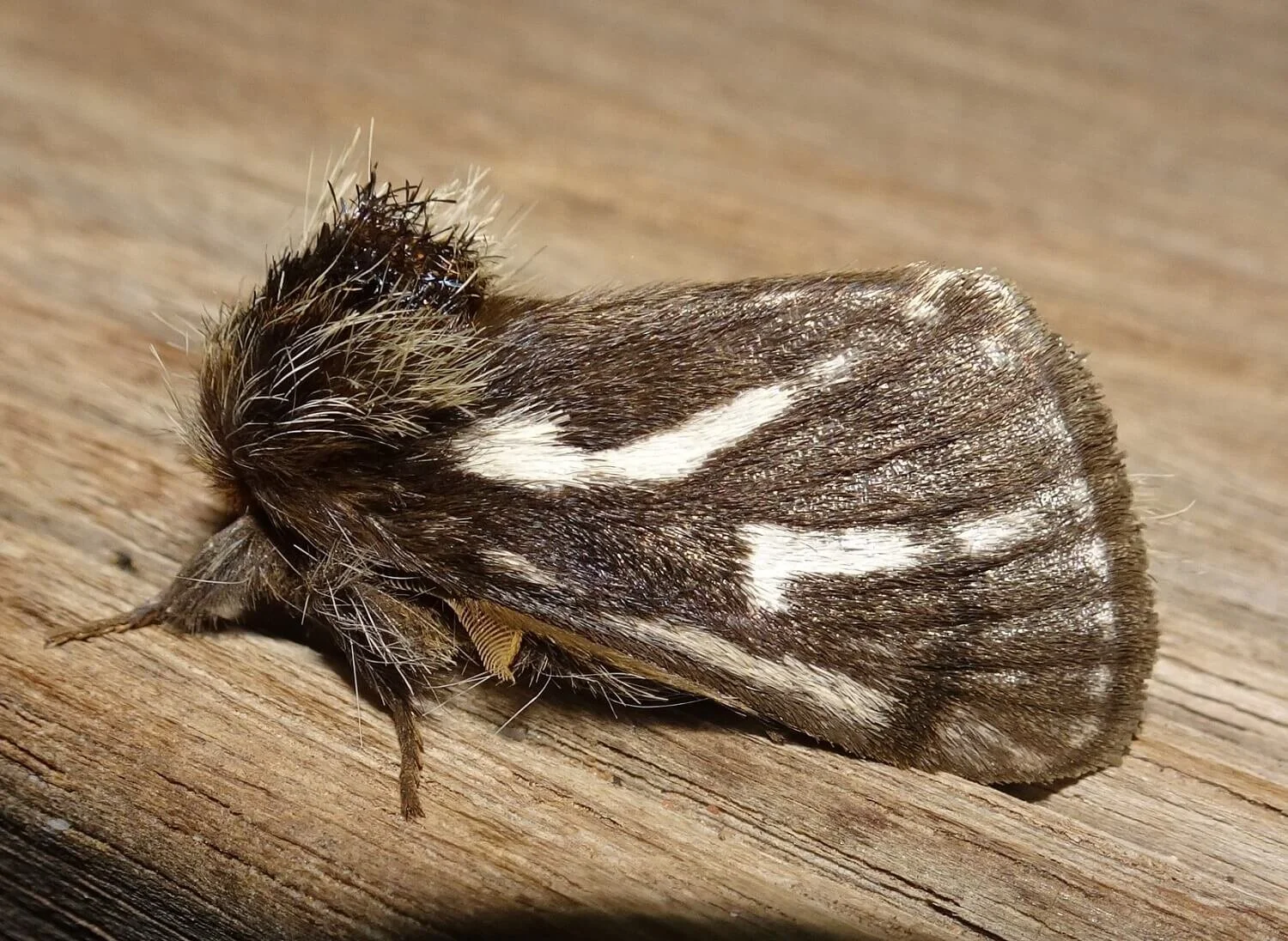 Blog 1 — Mallee Conservation