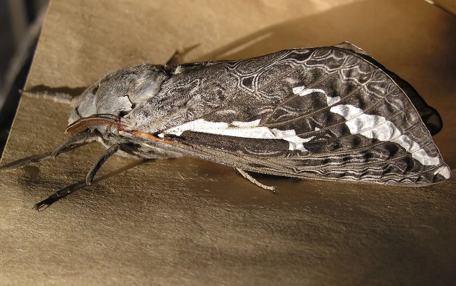 Moths — Mallee Conservation