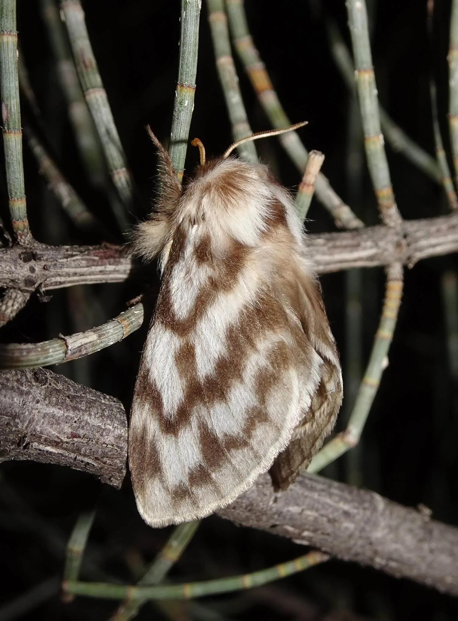 Moths — Mallee Conservation
