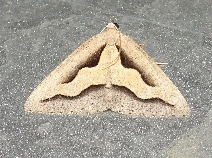 Moths — Mallee Conservation