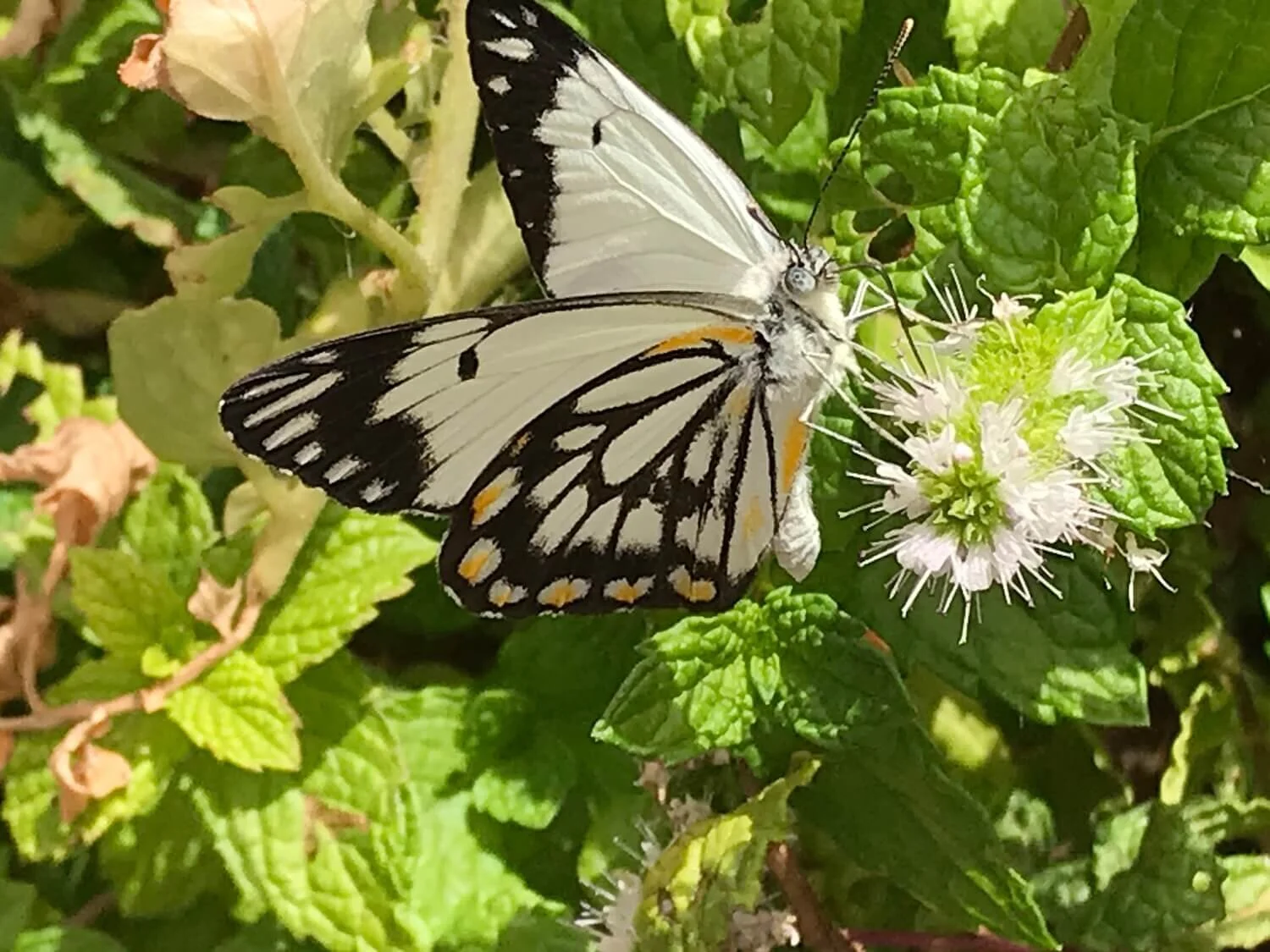 Blog 1 — Mallee Conservation