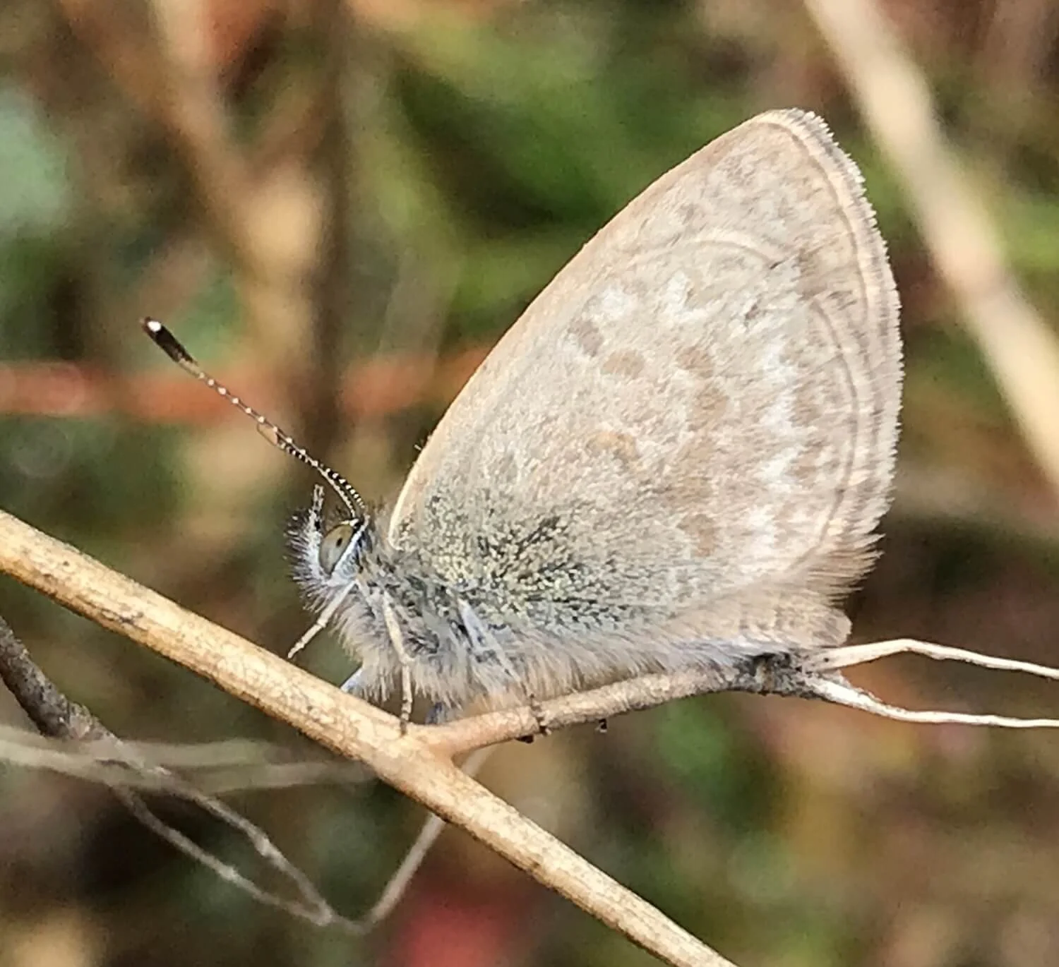 Blog 1 — Mallee Conservation