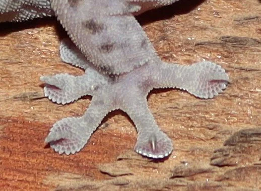 Tree Dtella — Mallee Conservation