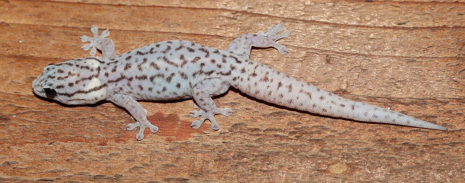 Reptiles - Lizards and snakes — Mallee Conservation