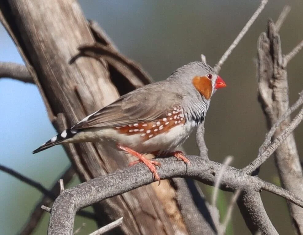 Zebra Finches and Porcupine Grass — Mallee Conservation